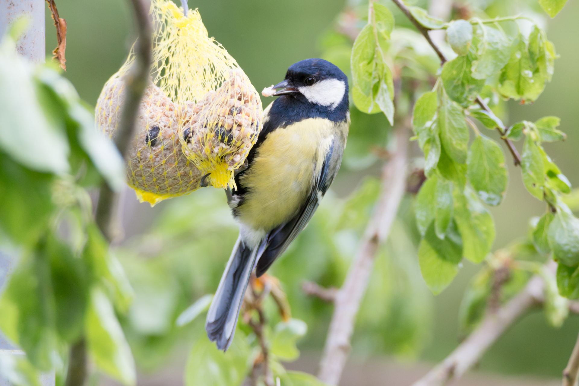 Die beste Vogelfutterauswahl für Deine gefiederten Freunde: Entdecke ...